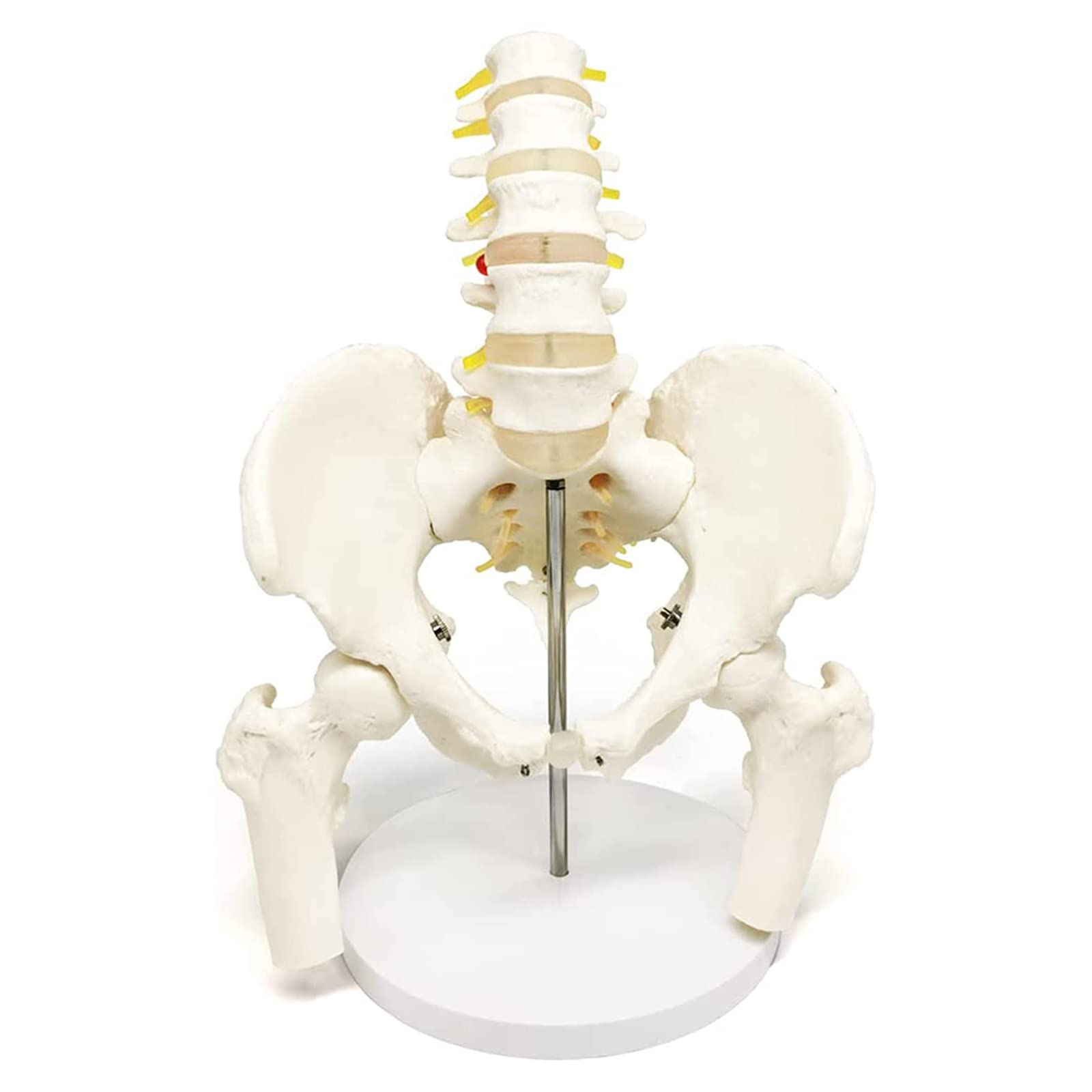 Buy Human Spine Model, Male Pelvis Model with 5 Lumbar Spine, Hip Model ...