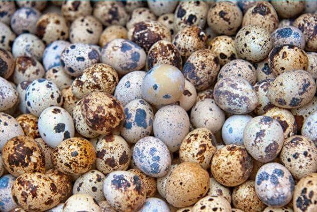 Amazon.com: Undique 48 Fertile Quail Eggs for Hatching – Fresh ...