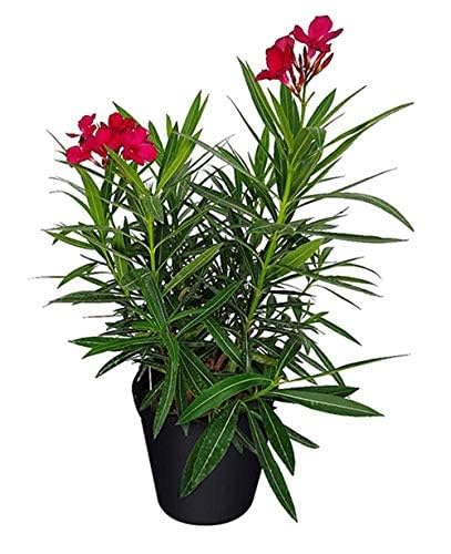 MSK EVER GREEN live Red Flower kaner plant(Nerium oleander) for outdoor ...