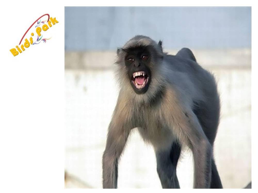 Langur Poster Good For Monkey To Get Rid Off Size | Desertcart INDIA
