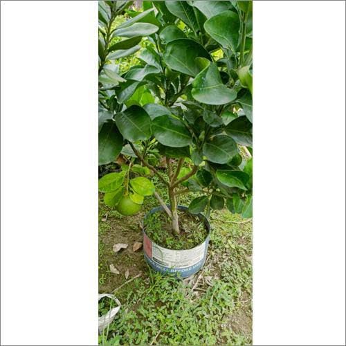 SANJU Live Plant Plant Big Size Thai Red Batabi Lemon/Lebu Plant ...