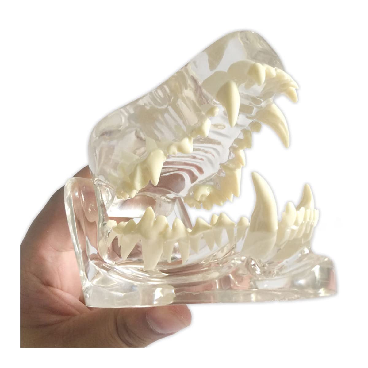 Buy Transparent Dog Tooth Jaw Tooth Model Veterinary Canine Animal ...
