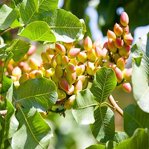 GREEN LINE Pistachio Pista Pista Badam Pistacia Vera Pistachio Nut ...