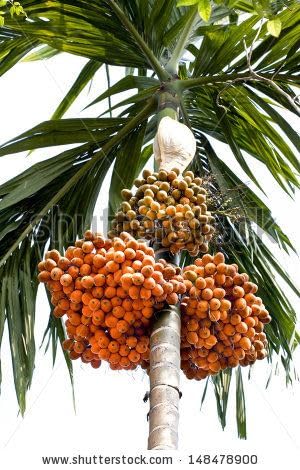 Areca Nut Plant,Supari Plant : Amazon.in: Garden & Outdoors
