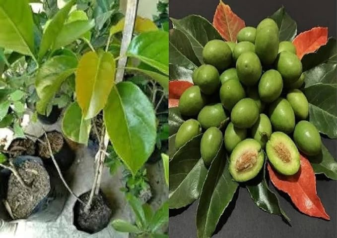 GOLDEN BLOOM Indian Sour Olive Air Layered Plant, Desi Jolpai Pack Of 1 ...