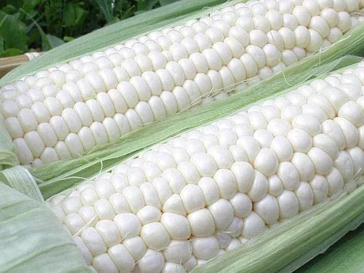 Ritz Farming® Sweet Corn Seeds | Quality vegetable white color corn ...