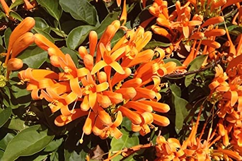 Begonia Venusta creeper Pyrostegia venusta orange trumpetvine from ...