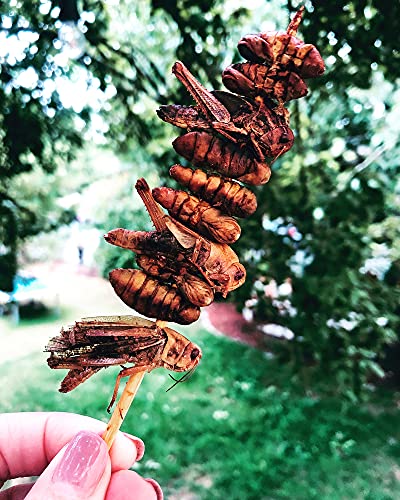 Bugs for Breakfast: How Eating Insects Could Help Save the Planet ...