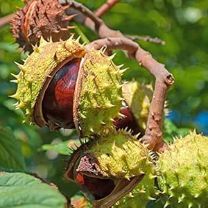 Amazon.com: 10 Seeds - Horse Chestnut Seeds | Aesculus hippocastanum ...