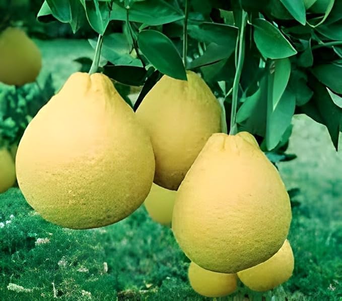 RADHA RANI PLANT HOUSE- Sweet & testy & juicy Pomelo Citrus Big Size ...