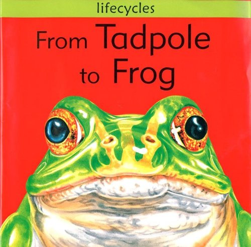 Lifecycles: From Tadpole To Frog: Amazon.co.uk: Stewart, David ...