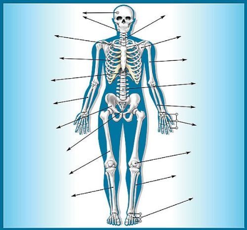 Amazon.com: Human Body Pocket Cht Insert : Toys & Games