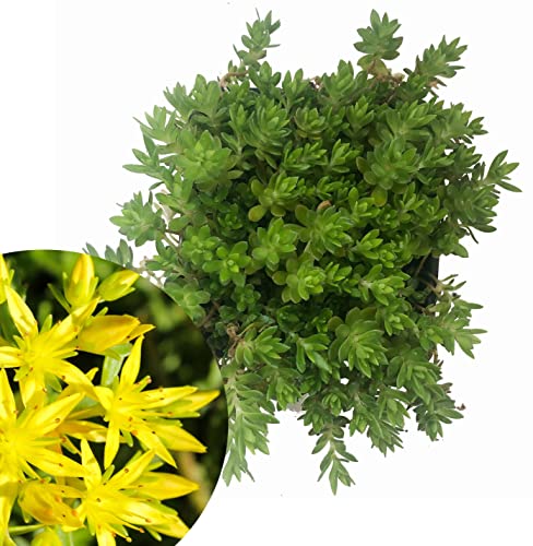 Amazon.com : Smoke Camp Crafts Organic Gold Moss Stonecrop Sedum Live ...