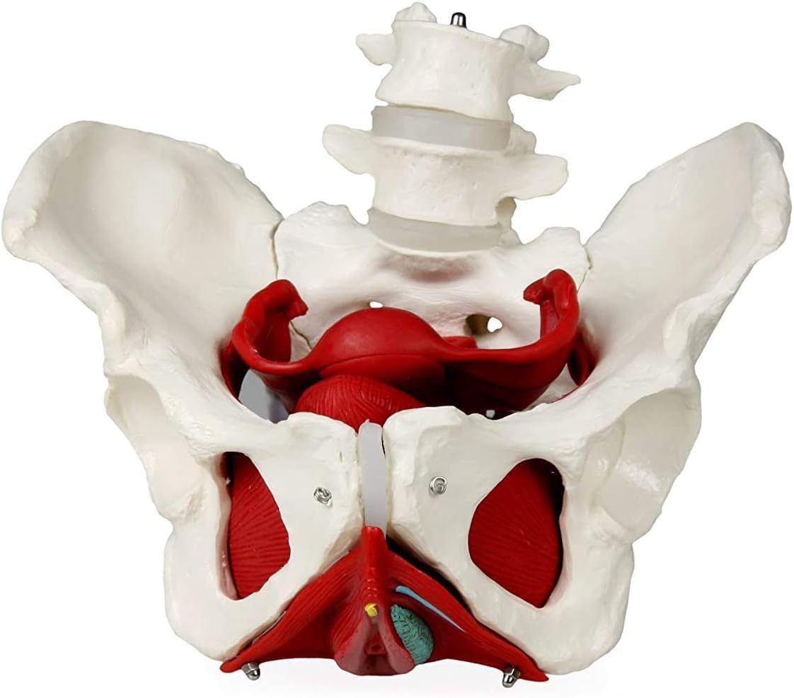 Anatomy Model Female Pelvis Model Pelvic Floor Muscles And Reproductive ...