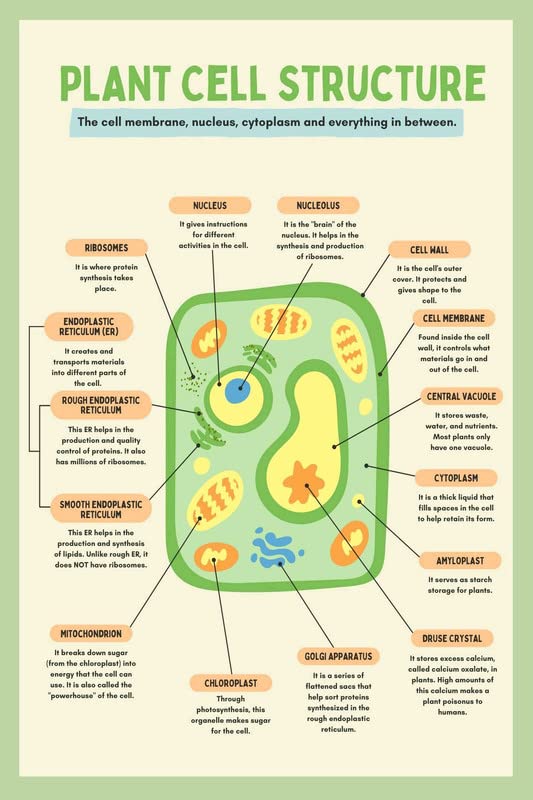 Yellow Alley Kids Learning Wall Poster On Plant Cell Structure ...