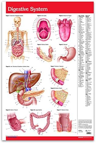 Digestive System Chart - Human - 24" x 36" laminated Poster - Medical ...