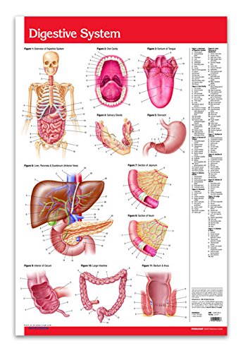 Permacharts Digestive System Chart Guide - Human - 24" x 36" laminated ...