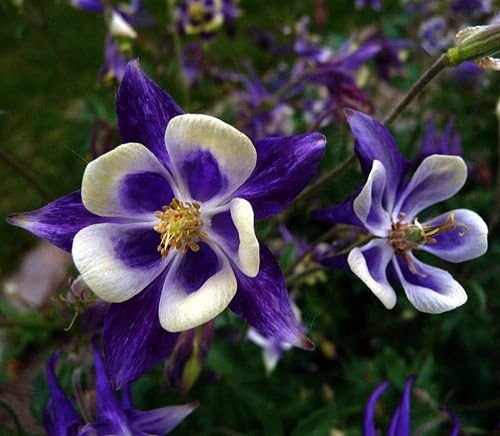 Amazon.com : Blue Columbine Seed Pack : Columbine Plants : Patio, Lawn ...