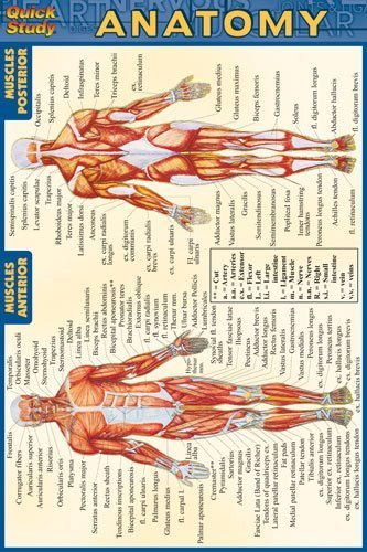 Anatomy (Quickstudy) by Inc. BarCharts (2003-06-30): Amazon.com: Books