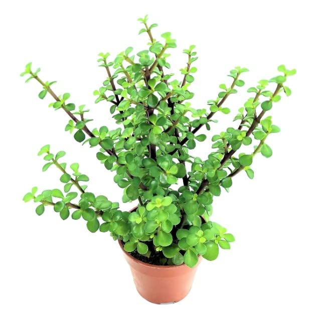 Cómo cuidar de la Portulacaria | Jardineria On