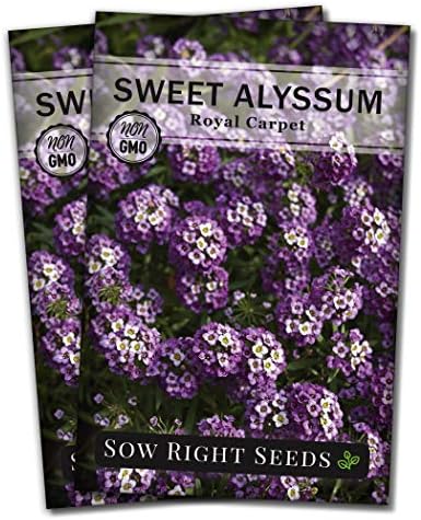 Amazon.com : Sow Right Seeds - Sweet Alyssum White Carpet of Snow ...