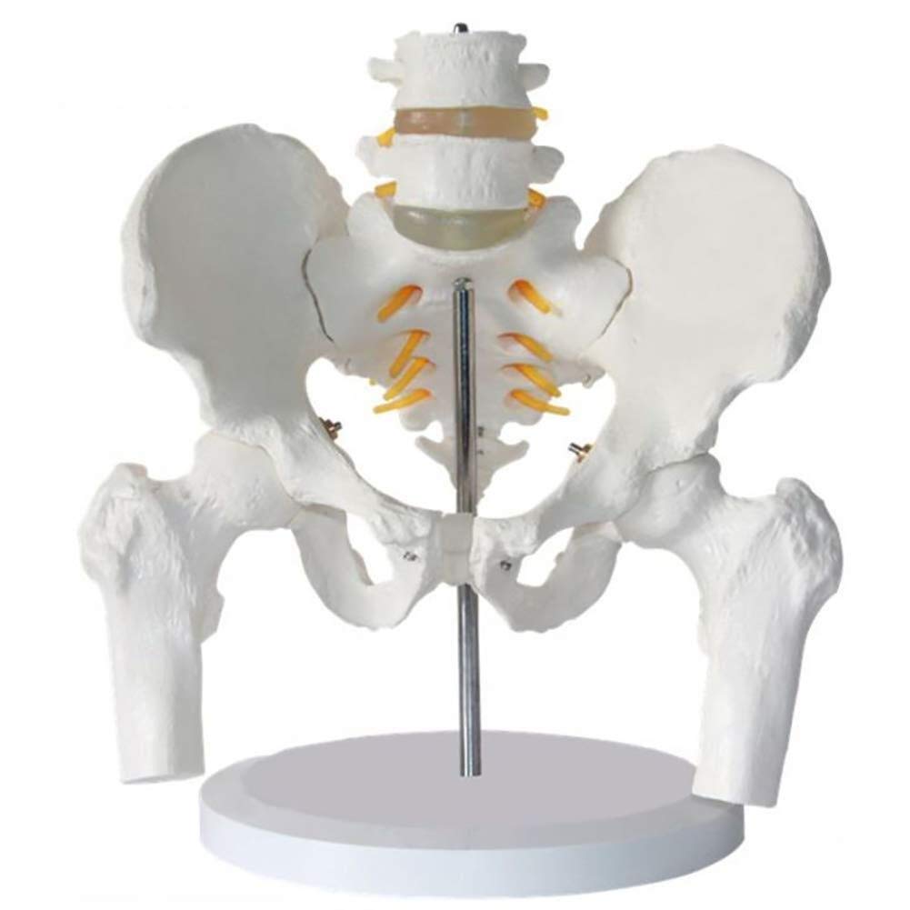 Structural Drawing Anatomy Pelvic Model Pelvis With Spine Models Spine ...