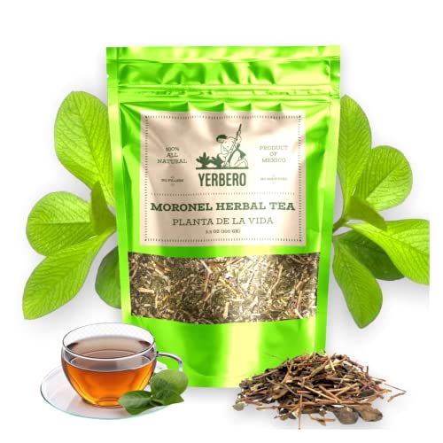 Yerbero - Moronel Herbal Tea (Synadenium Grantii) Stand Alone ...