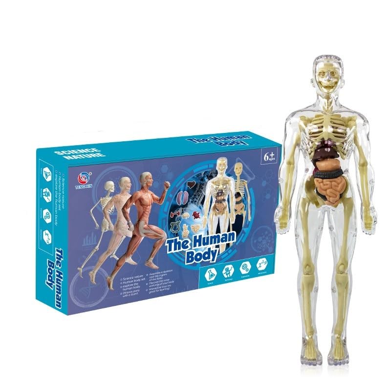 Amazon.com: Children's Human Organs Model, Translucent Body, 3D ...