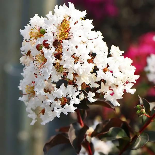 Lagerstroemia,white flowering live plant. : Amazon.in: Garden & Outdoors