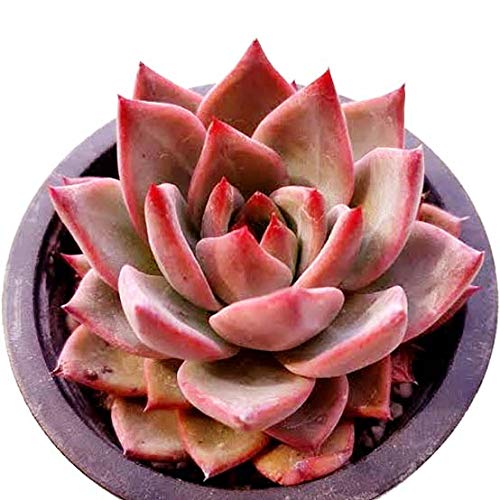 EtonGreen Live Echeveria Red Dragon Succulent Plant : Amazon.in: Garden ...