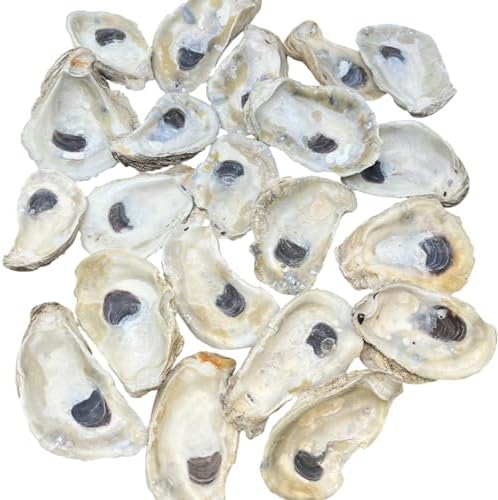 Amazon.com: 20 PCS Flat Oyster Shells for Crafts 3"-4" Natural Oyster ...