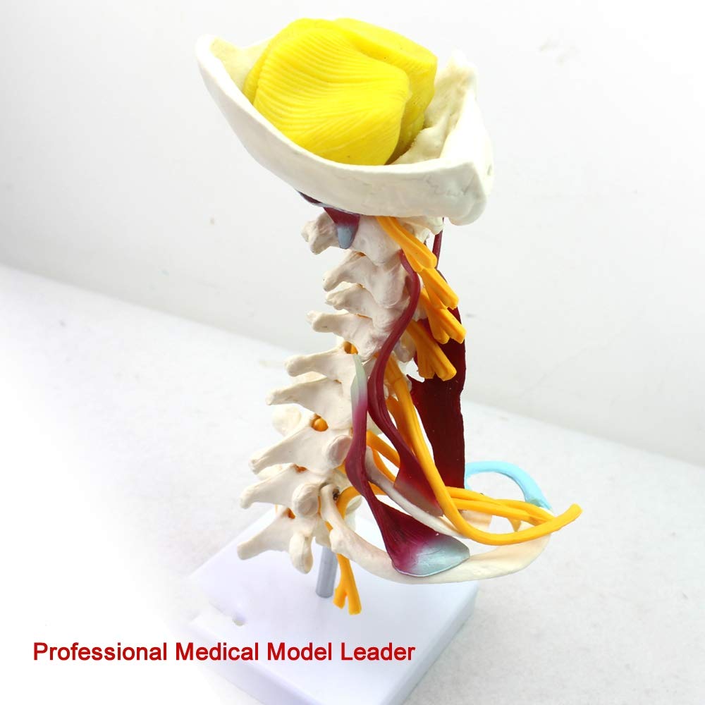 Brachial Plexus Anatomy Model