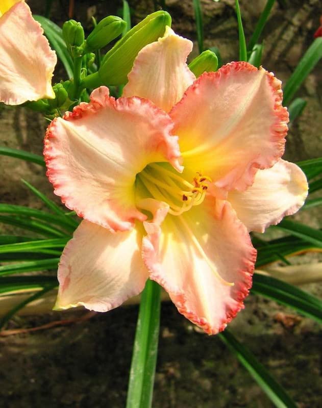 Siddhi Vinayak Gallery® Daylily Peach flower bulbs|Planting Bulb for ...