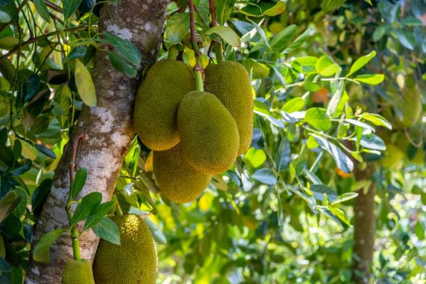 jackfruit seeds for planting BJUBAS Pack Of 01 : Amazon.in: Garden ...