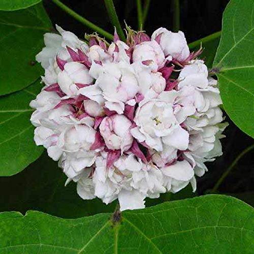 Mphmi Clerodendrum Chinense hazari Mogra Live Plant : Amazon.in: Garden ...