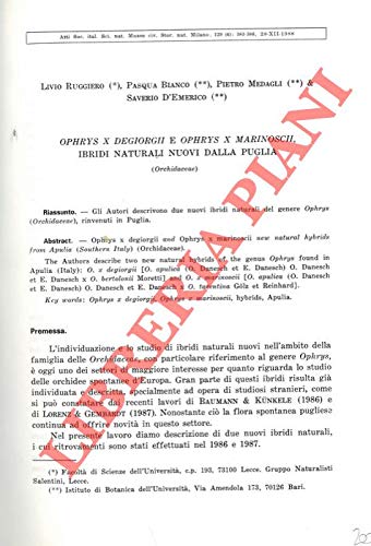 Amazon.com: Ophrys x degiorgii e Orphys x marinoscii ibridi naturali ...
