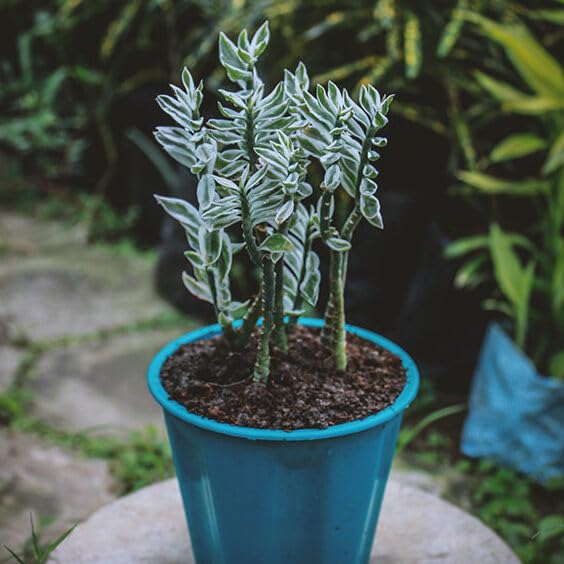 Mphmi Seedless Plant Indoor Plants Variegated Pedilanthus, Devil’s ...