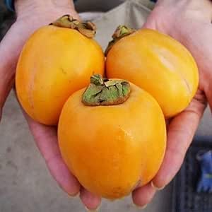 Amazon.co.jp: Persimmon Sapling [Seedless Saijo] Completely Astringent ...