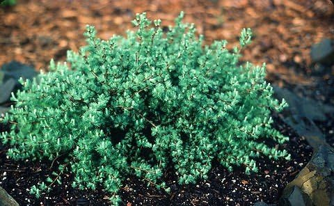 Amazon.com : Dwarf Larch Larix eurolepis 'Umhausen' Grows Only One Foot ...