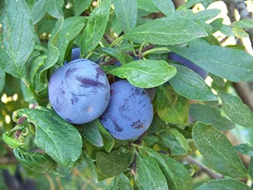 Exotic Live Grafted Plum (Aalu bukhara/Aloo bukhara/Alubukhara) Healthy ...