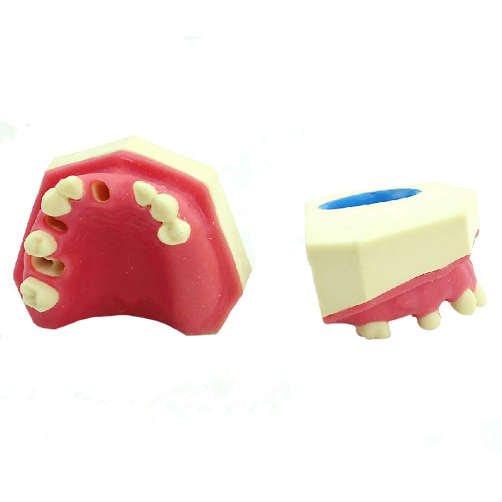 Buy WHYIT Teeth Anatomical Models Maxillary ing Exercise the Upper Jaw ...
