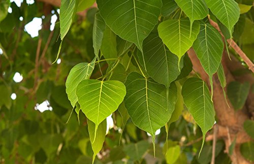 Creative Farmer Fig Trees Ficus Religiosa - Aralimara Seeds Of Plants ...