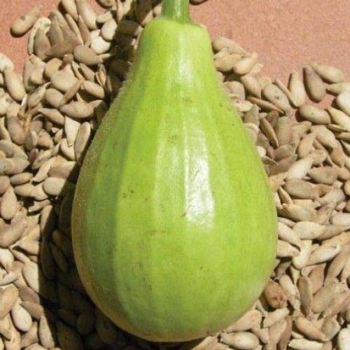 Arlo Vegetable seed - Round Bottle Gourd (Lauki) F-1 Hybrid - Pack of ...
