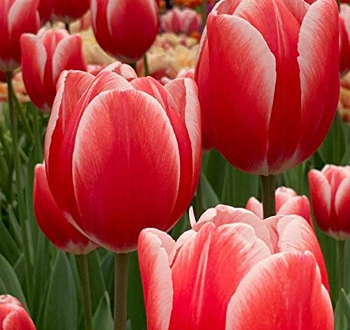 Radha Krishna Agriculture - Tulip 'Abba' (Double Early Tulip) Rare ...