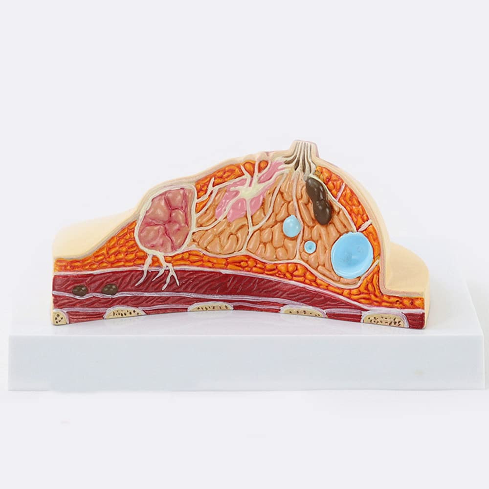 Buy FWL Anatomical Model of Female Contour Structure, Model of Human ...