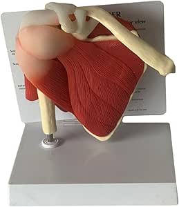 Human Shoulder with Muscle Anatomy Model Shoulder Joint Muscles Model ...