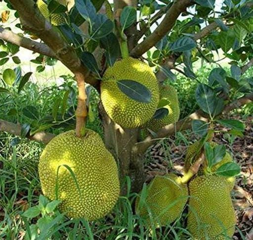 SANJUS Dwarf Yellow Jackfruit Grafted 1 Healthy Live Baramasi Jackfruit ...