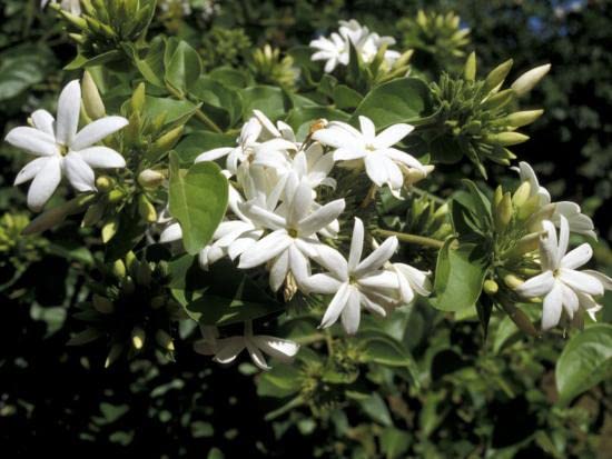 Mphmi Live Plant Nursery NCR Nurseryplant Juhi, Jasminum Auriculatum ...