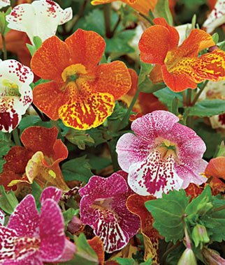 Amazon.com: "Mimulus" Magic Blotch MixTiger MONKEY FLOWER 50+Annual ...