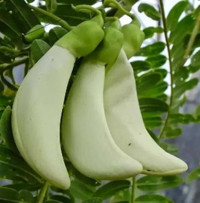 Rosarian®"Bok phool or Heron flower Plant Agathi Cheera,Spinach Agathi ...